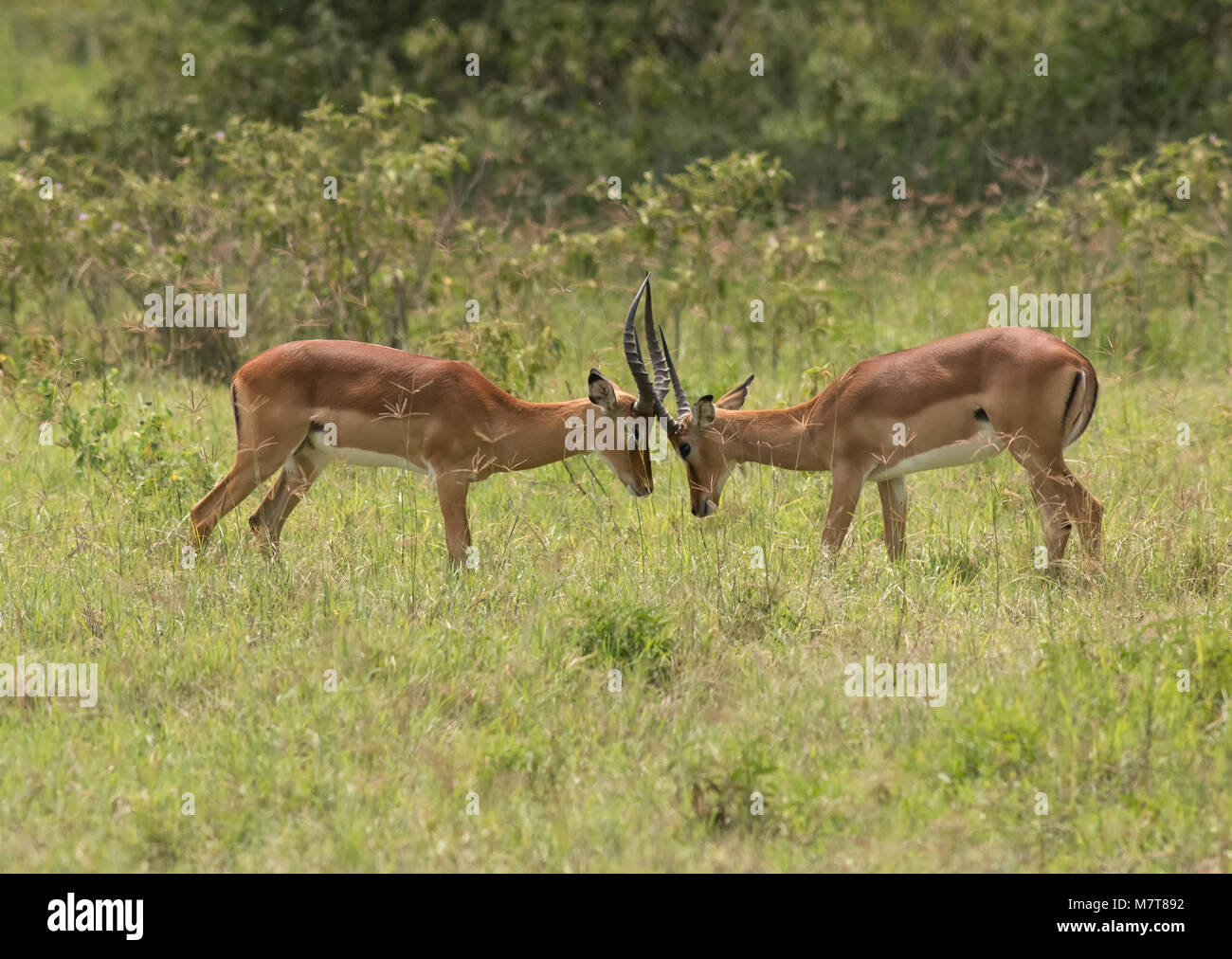 Impala fighting hi-res stock photography and images - Alamy