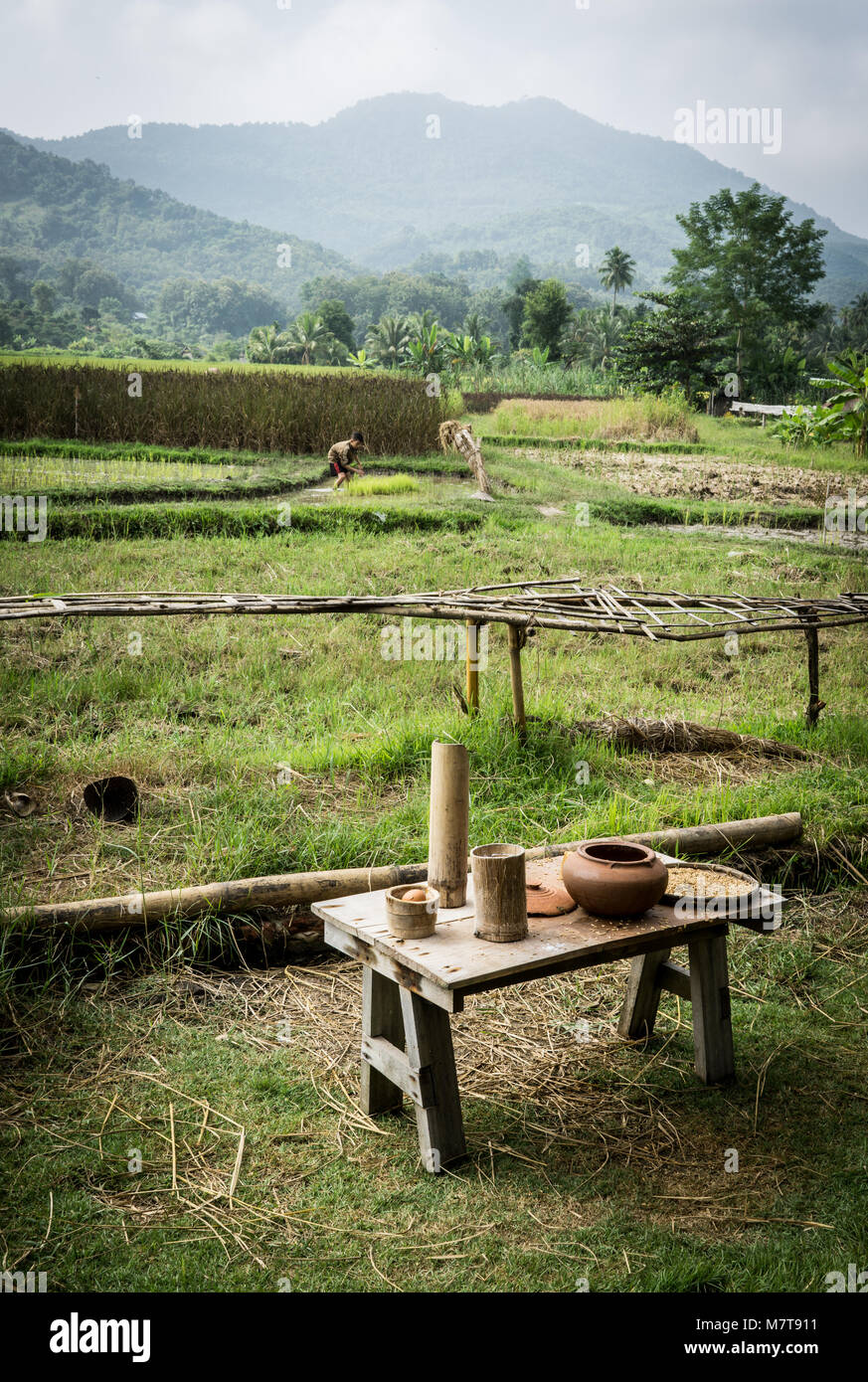 rice fields in luang prabang, laos Stock Photo - Alamy