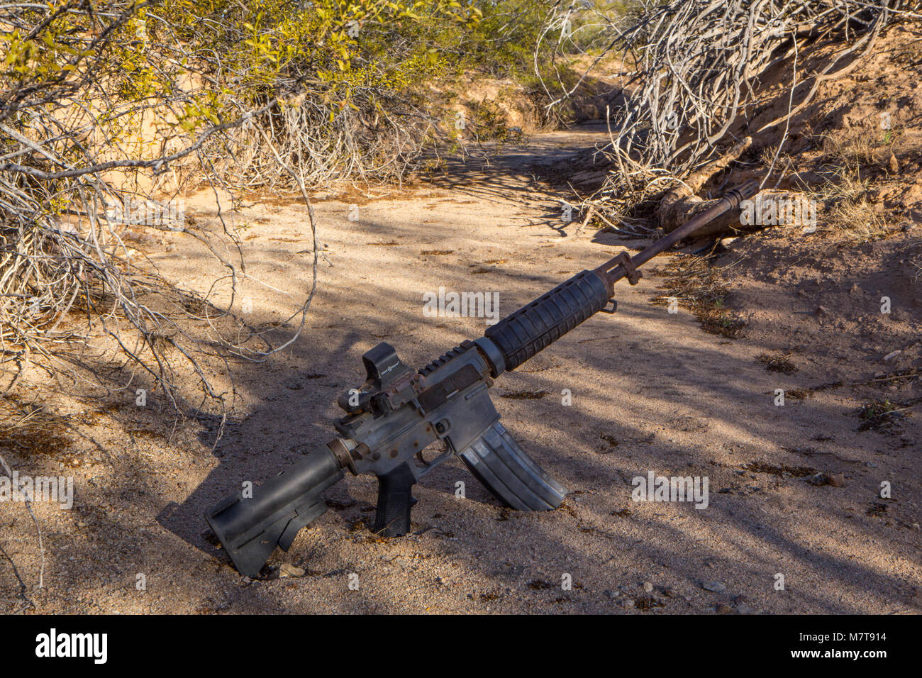 Coyote desert mexico hi-res stock photography and images - Alamy