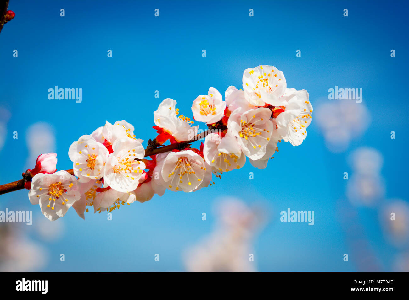 Apricot blossom. Fresh spring background Stock Photo - Alamy
