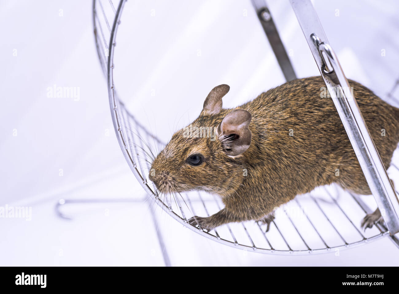 Small Australian home pet Degu. Isolated on white background Stock ...