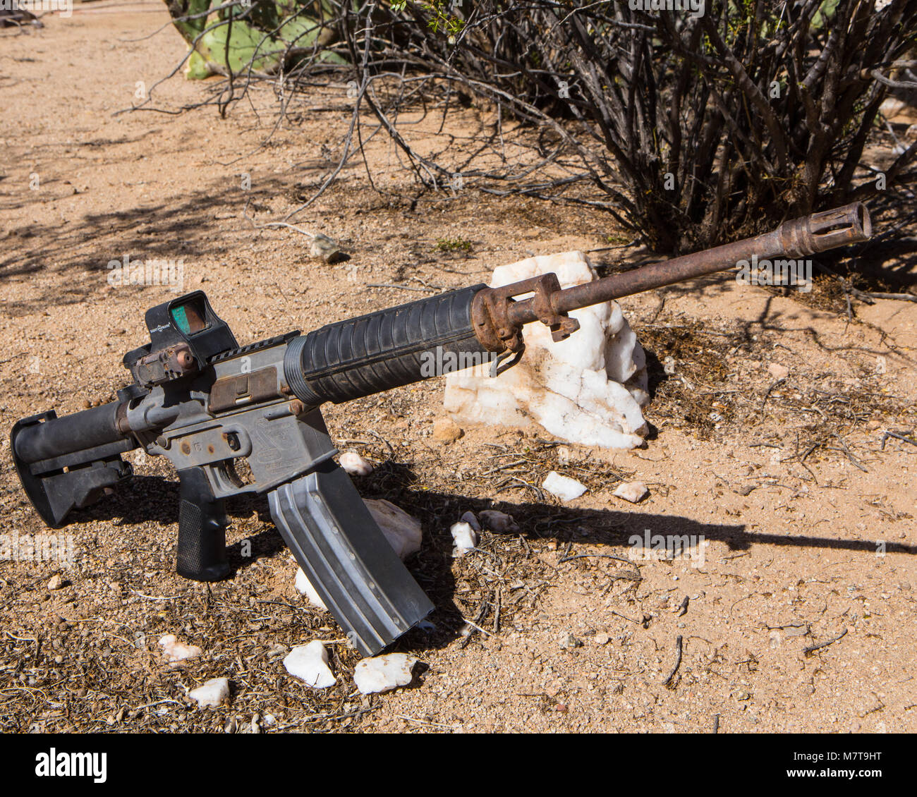 Coyote desert mexico hi-res stock photography and images - Alamy