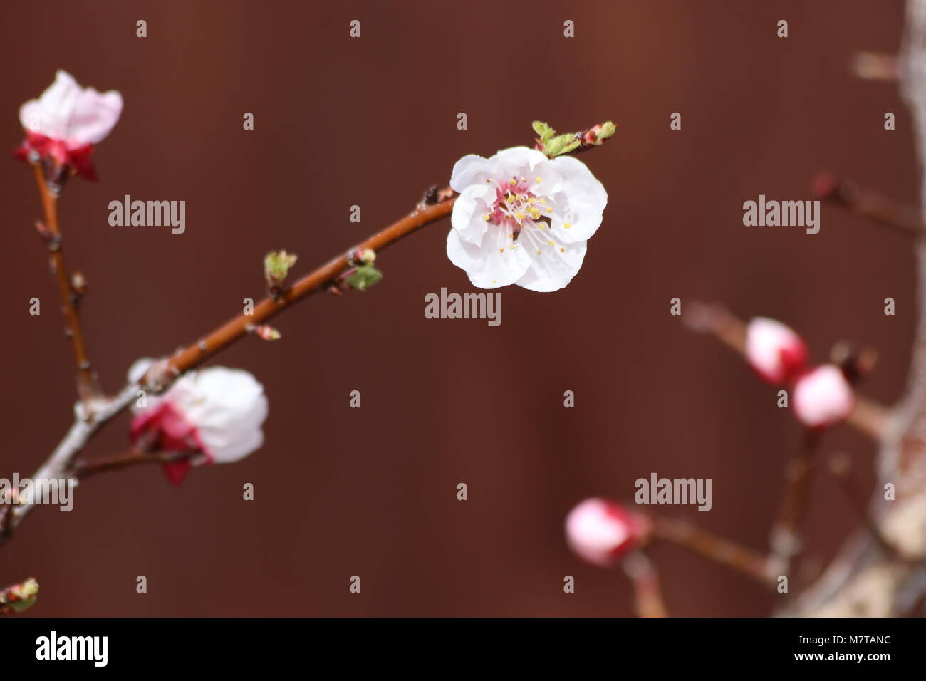Budding peach hi-res stock photography and images - Alamy