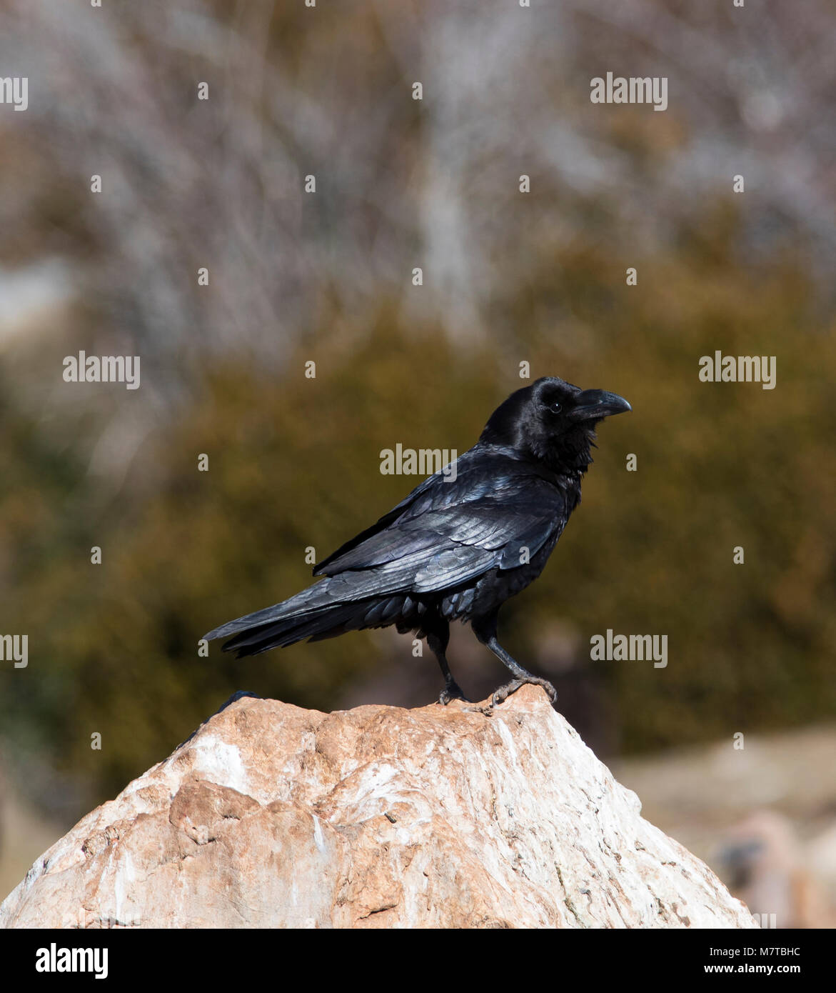 Raven in sun on sunny hi-res stock photography and images - Alamy