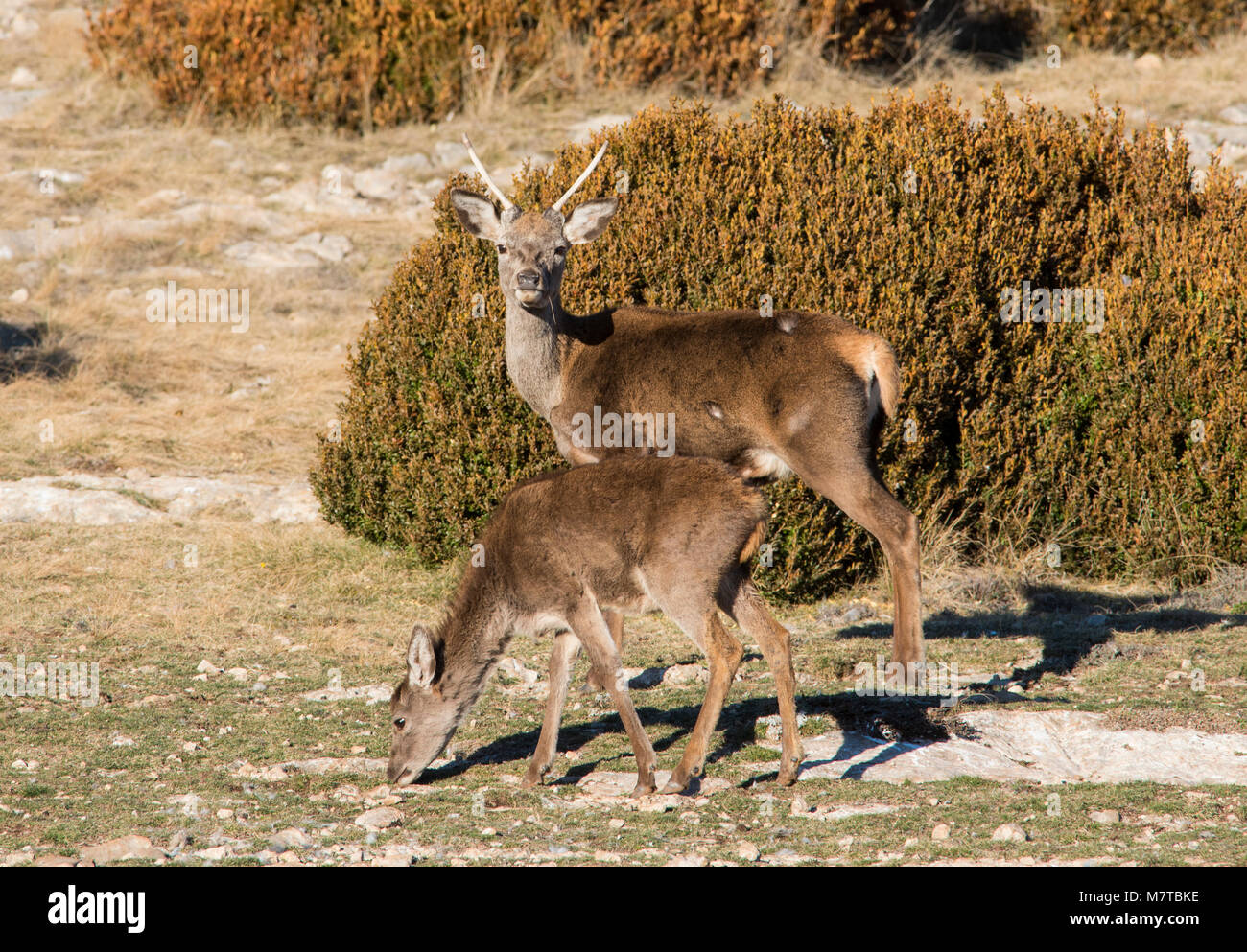 Iberian sub species of red deer hi-res stock photography and images - Alamy