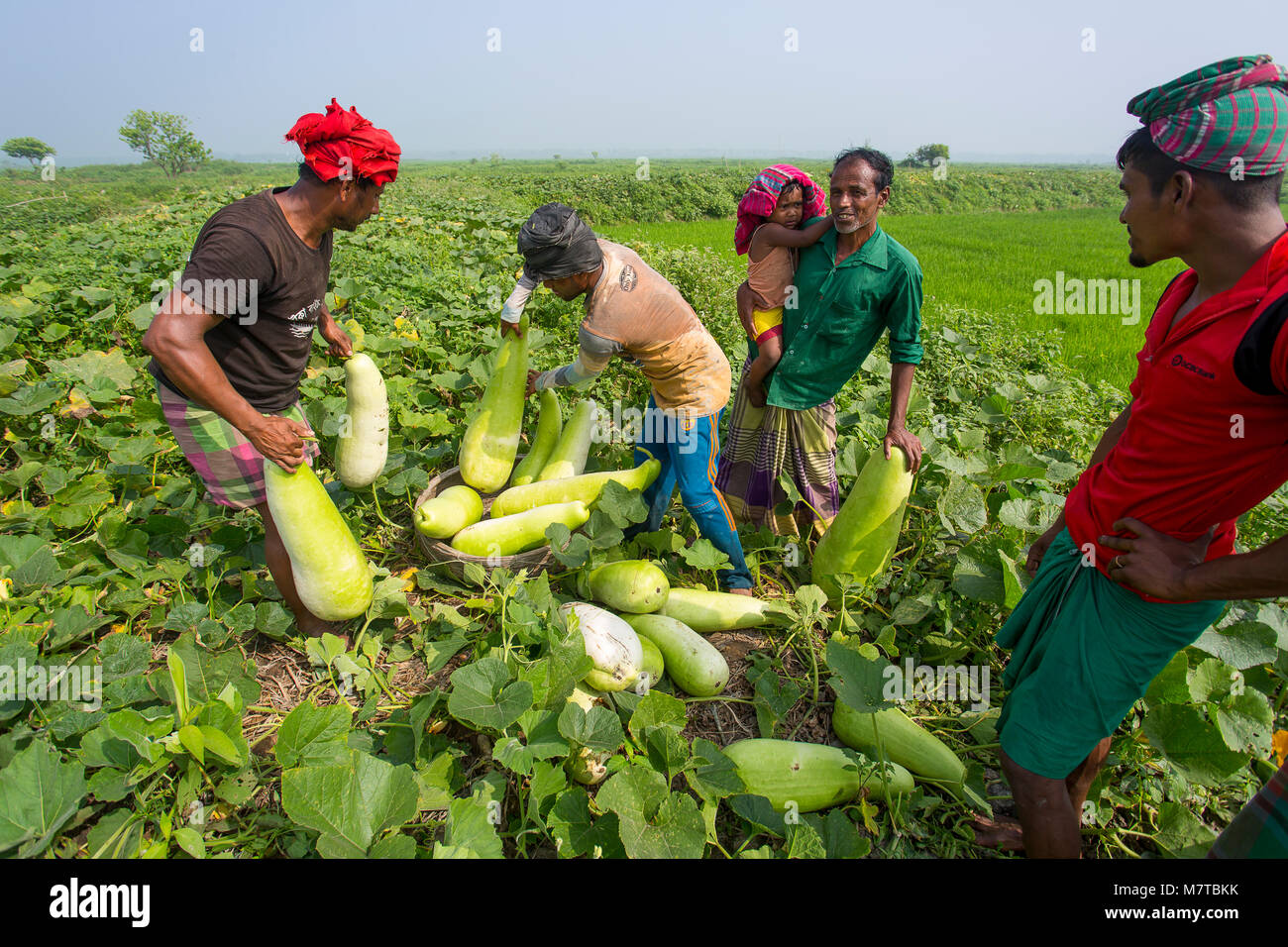 Farmers are collecting on big size of Bottle Gourd at Arial Beel ...