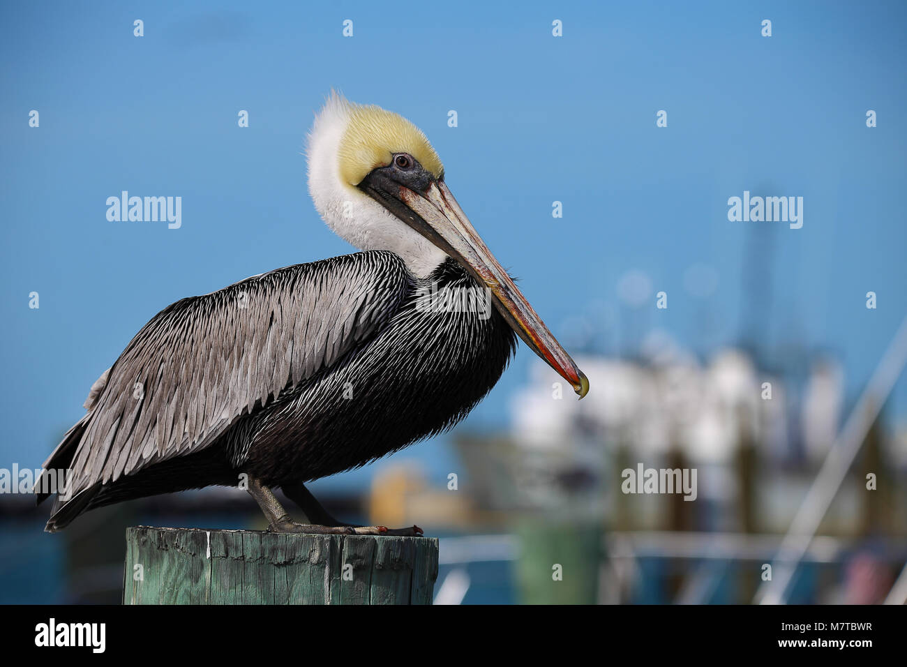 Key west wildlife hi-res stock photography and images - Alamy