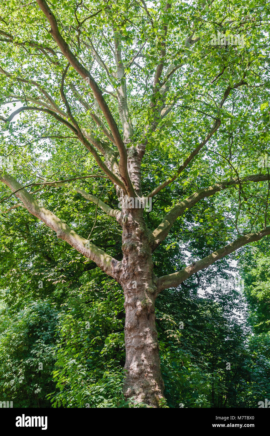 a beautiful full tree in bloom with lush leaves Stock Photo - Alamy