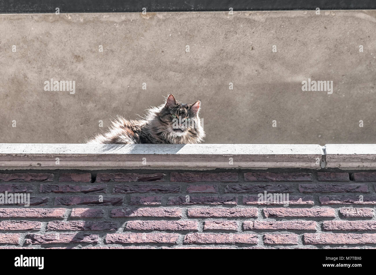 a cat sitting on the edge of a concrete balcony Stock Photo - Alamy
