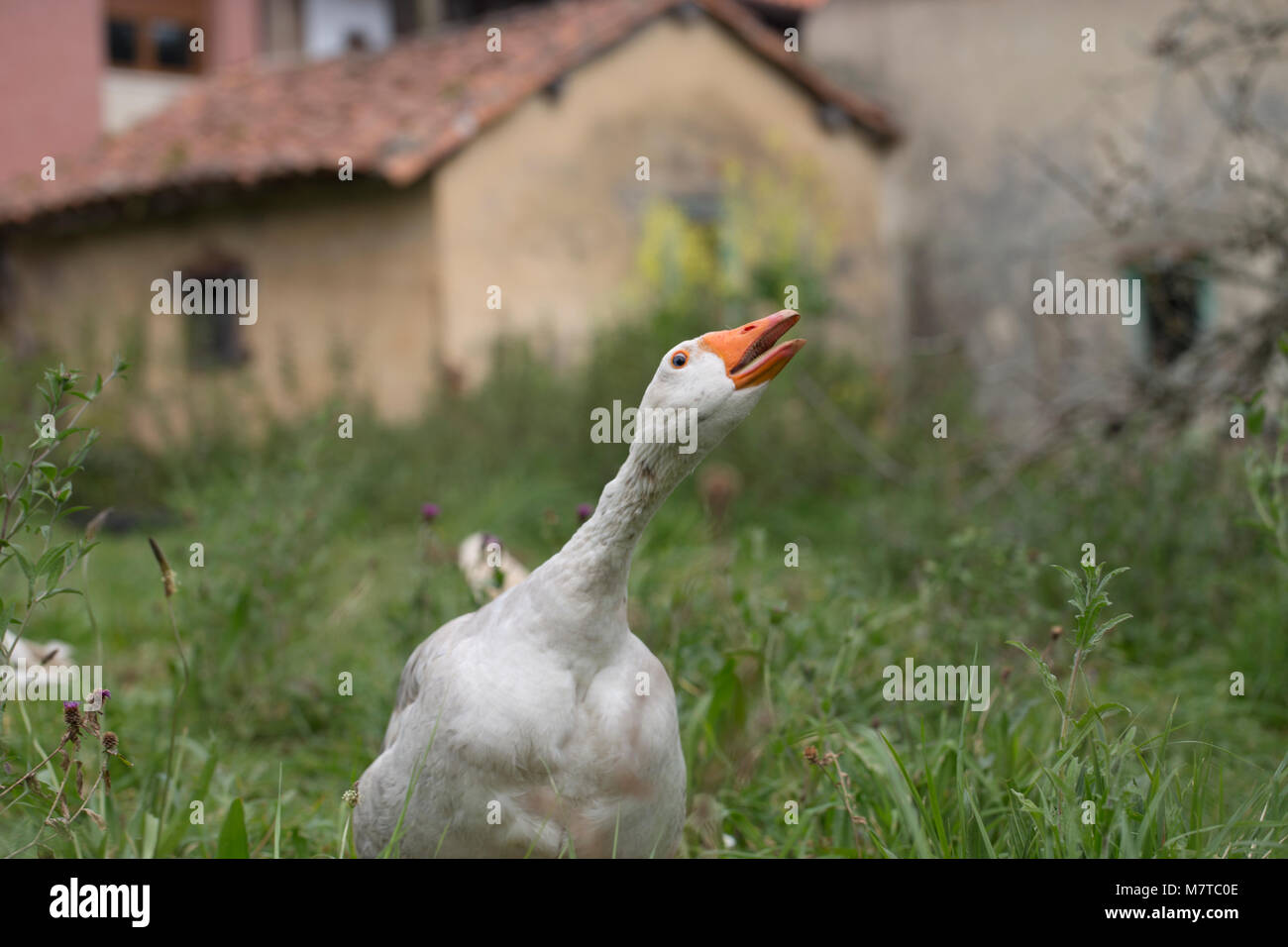 A male goose is threatening Stock Photo - Alamy