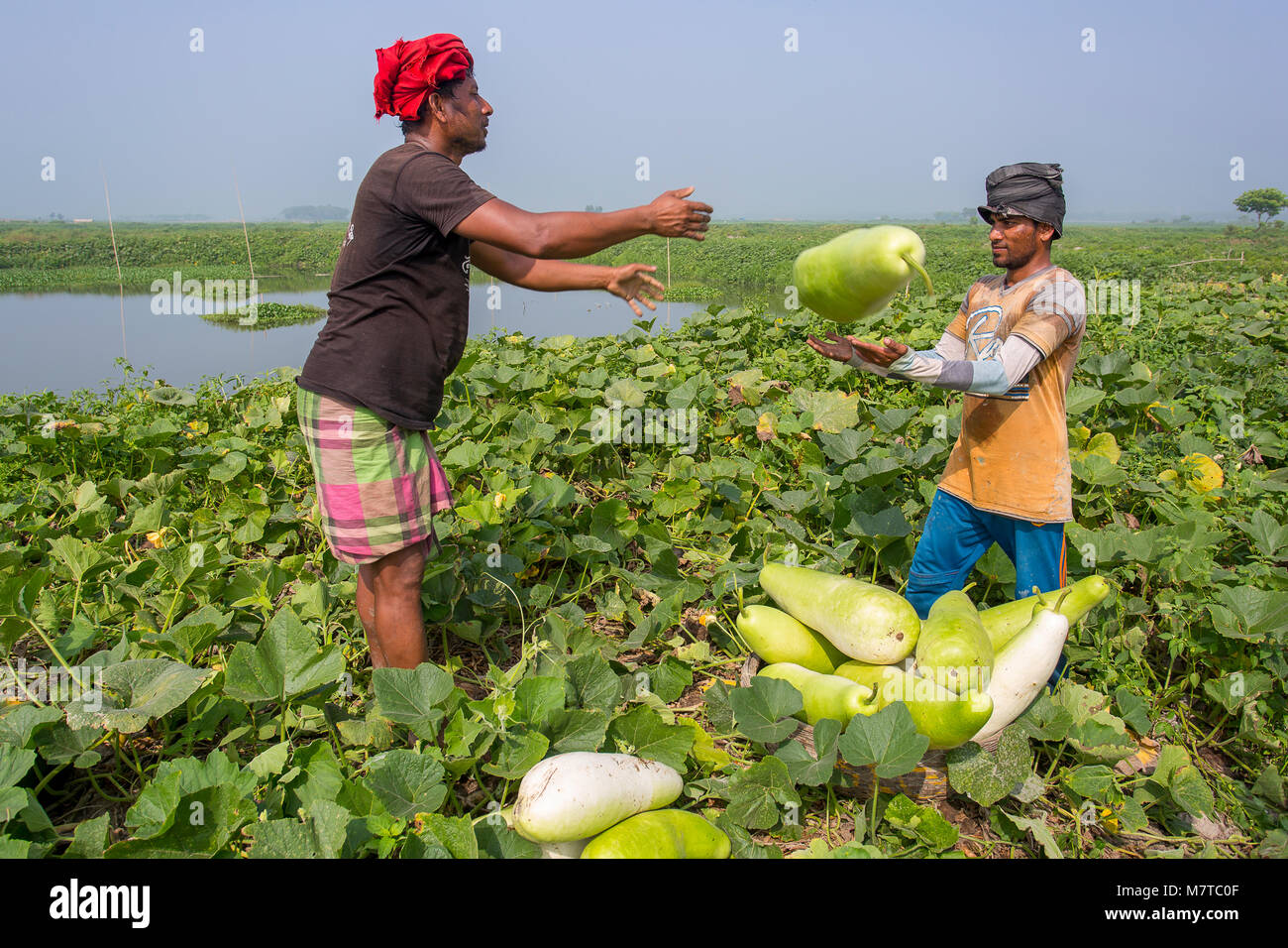 Big size of Bottle Gourd passing Stock Photo - Alamy