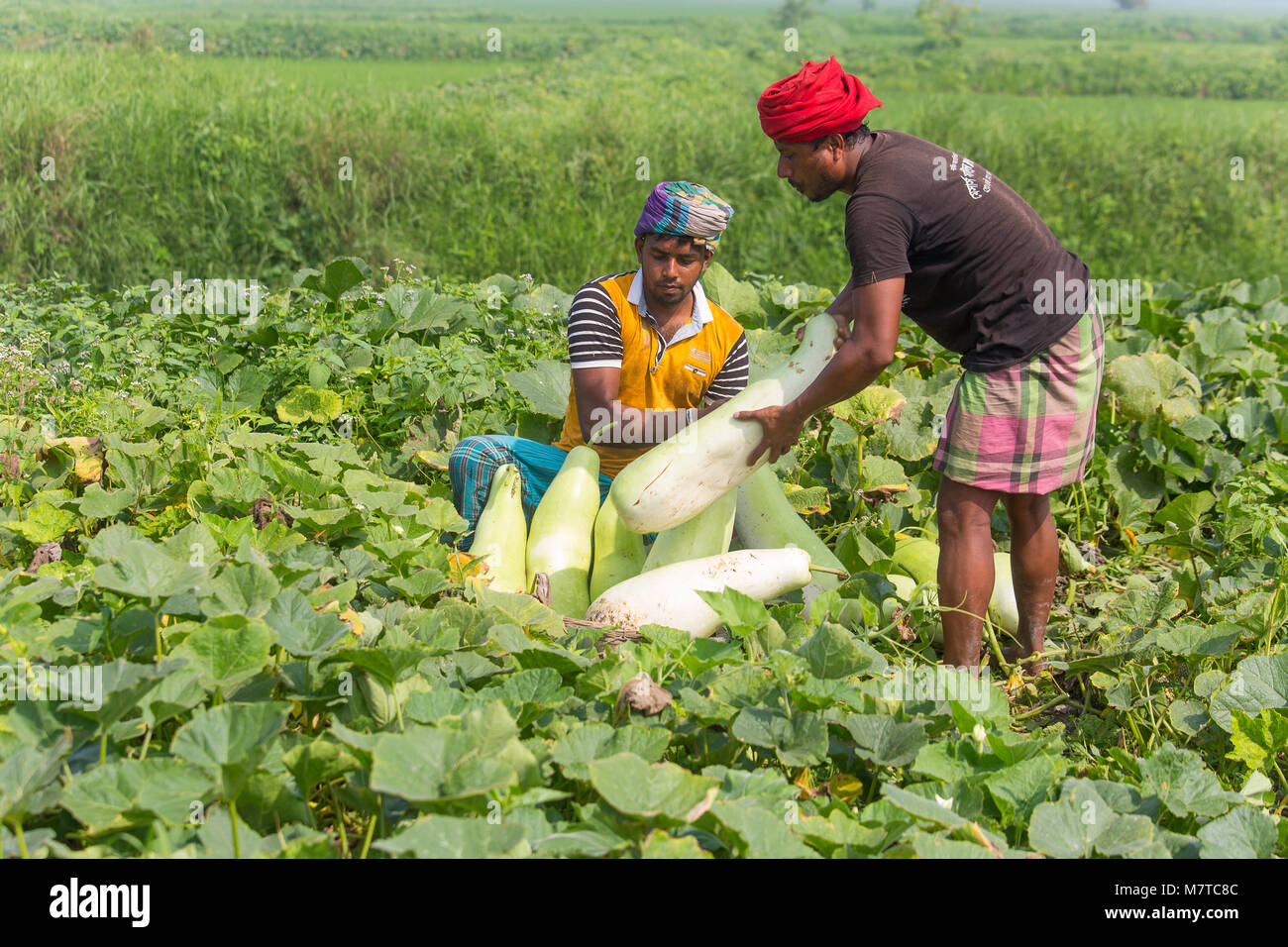 Farmers are collecting on big size of Bottle Gourd at Arial Beel ...