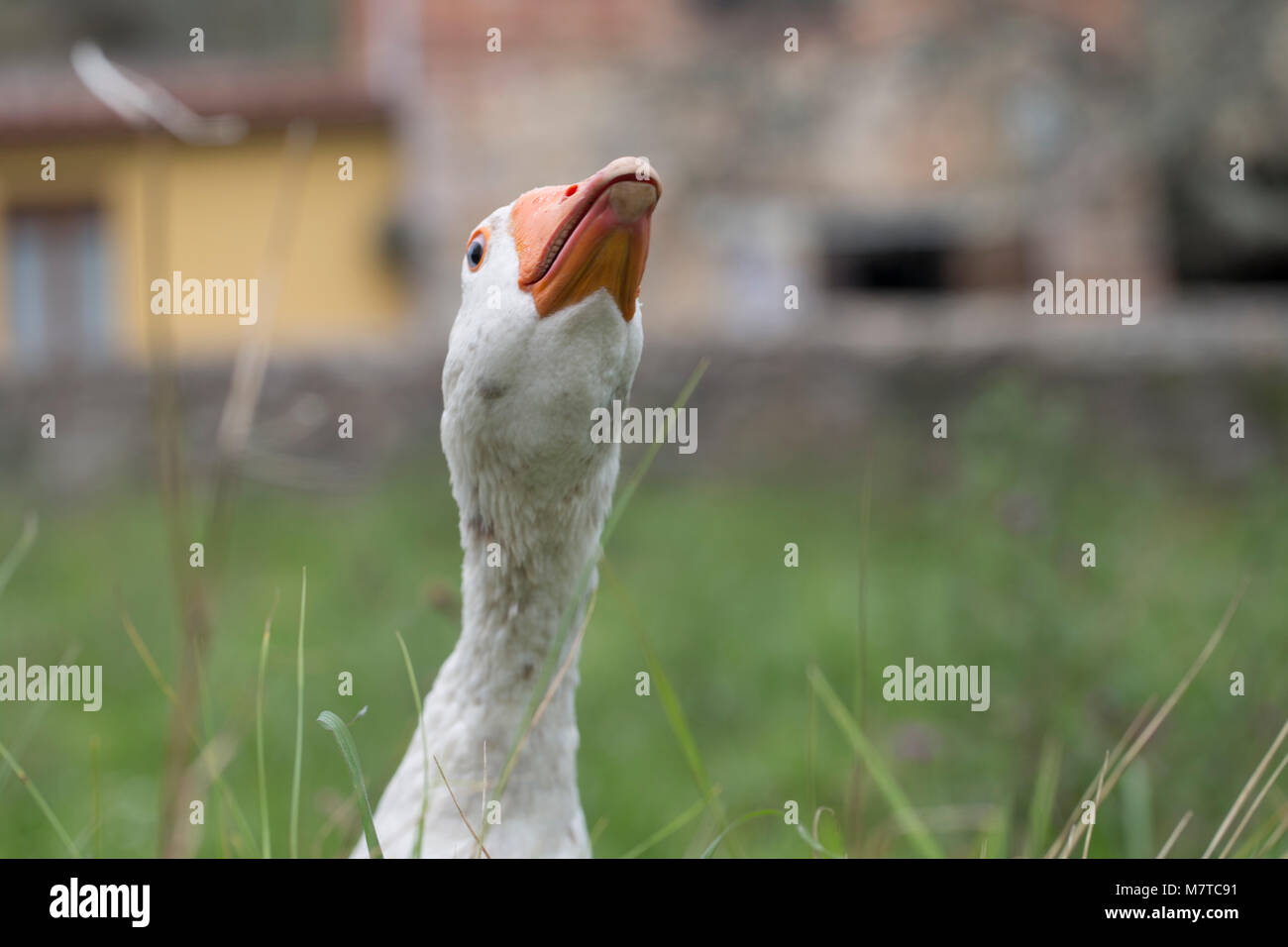 A male goose is threatening Stock Photo - Alamy