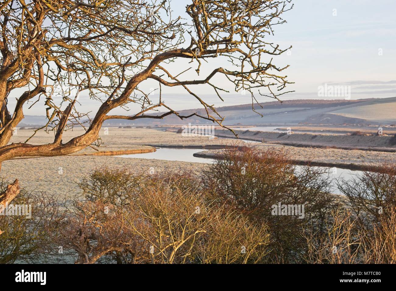 Cuckmere Valley with tree in foreground Stock Photo - Alamy