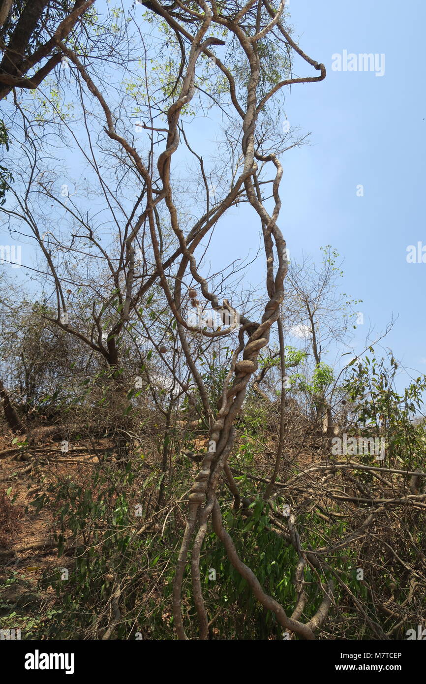Typical Malagasy tree in a village, Madagascar Stock Photo - Alamy