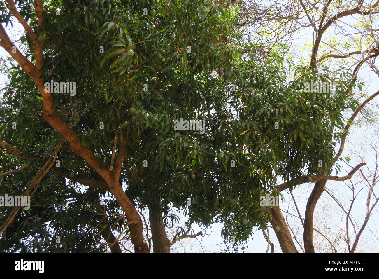 Typical Malagasy tree in a village, Madagascar Stock Photo - Alamy
