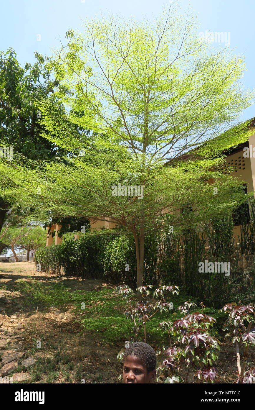 Typical Malagasy tree in a village, Madagascar Stock Photo - Alamy