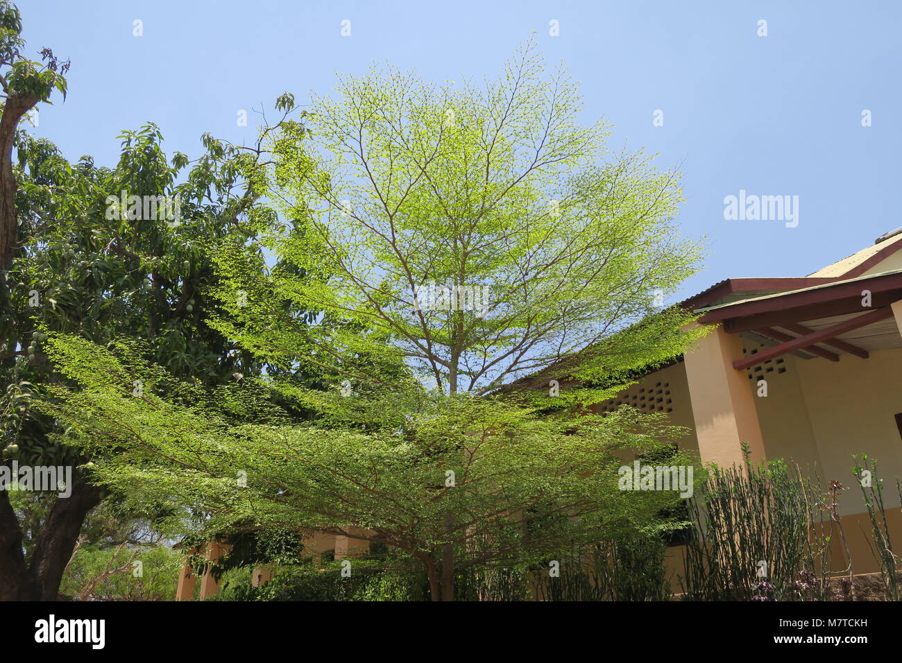 Typical Malagasy tree in a village, Madagascar Stock Photo - Alamy