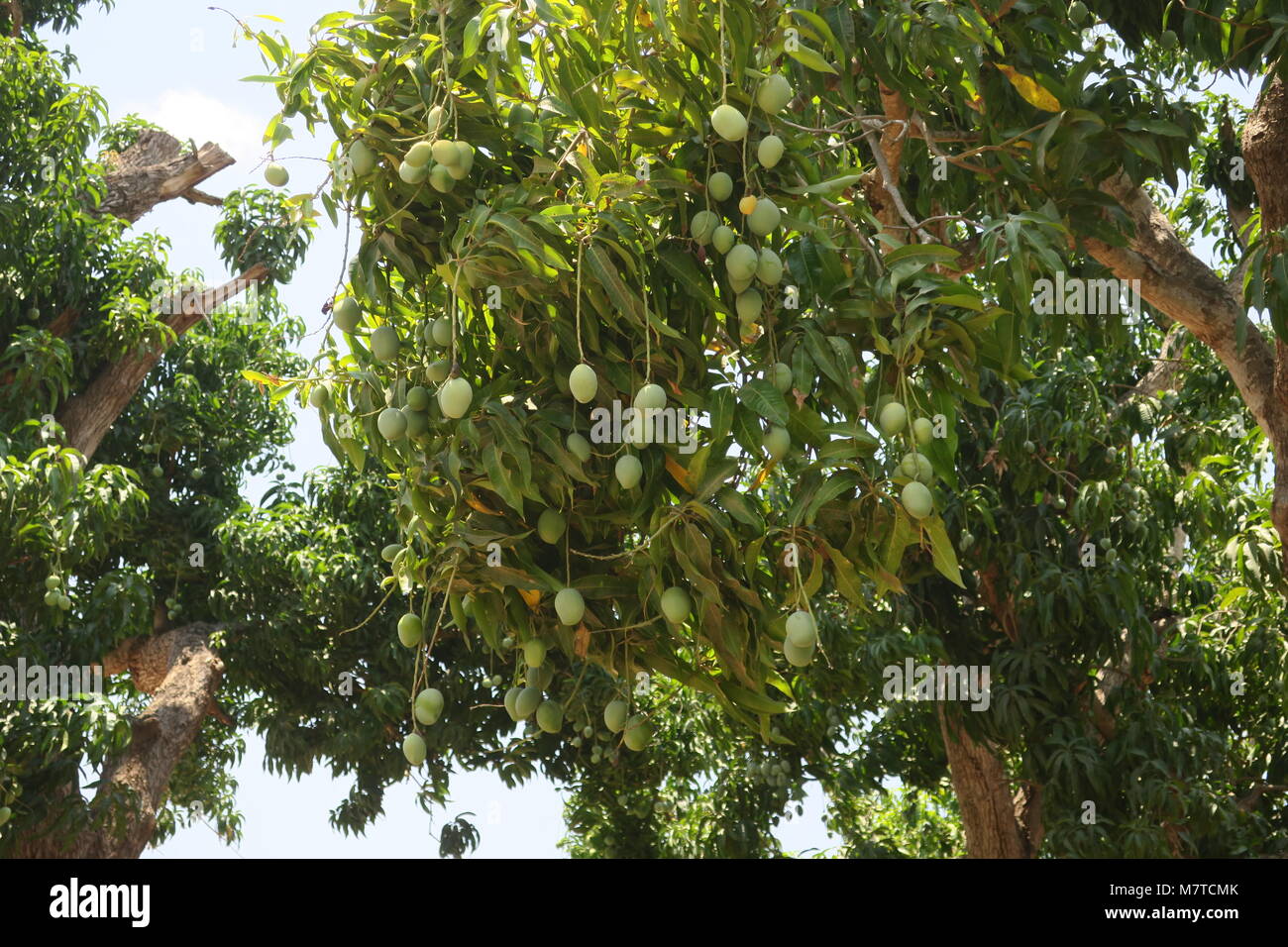 Typical Malagasy tree in a village, Madagascar Stock Photo - Alamy