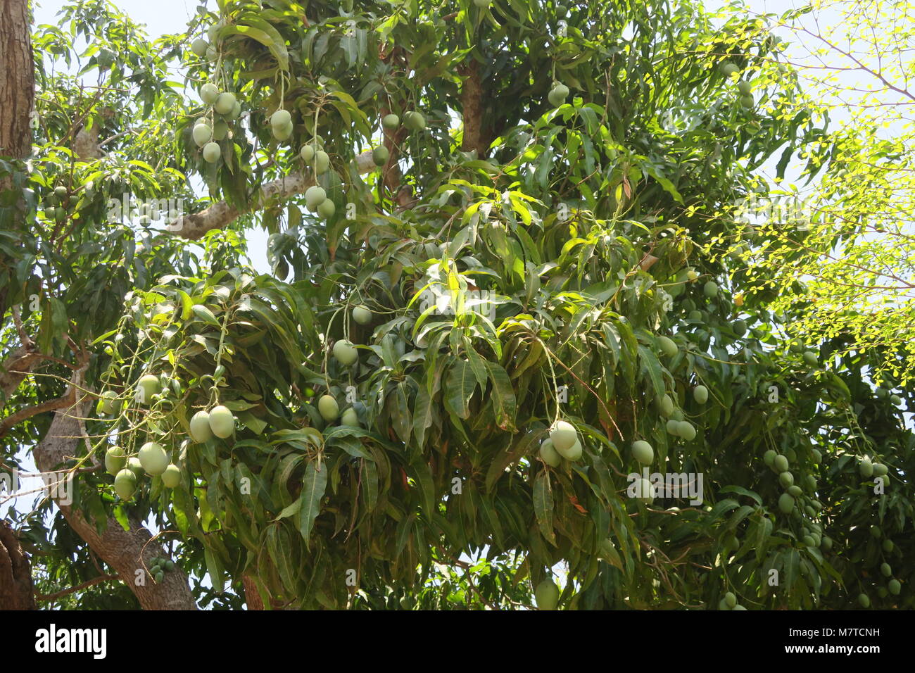 Typical Malagasy tree in a village, Madagascar Stock Photo - Alamy