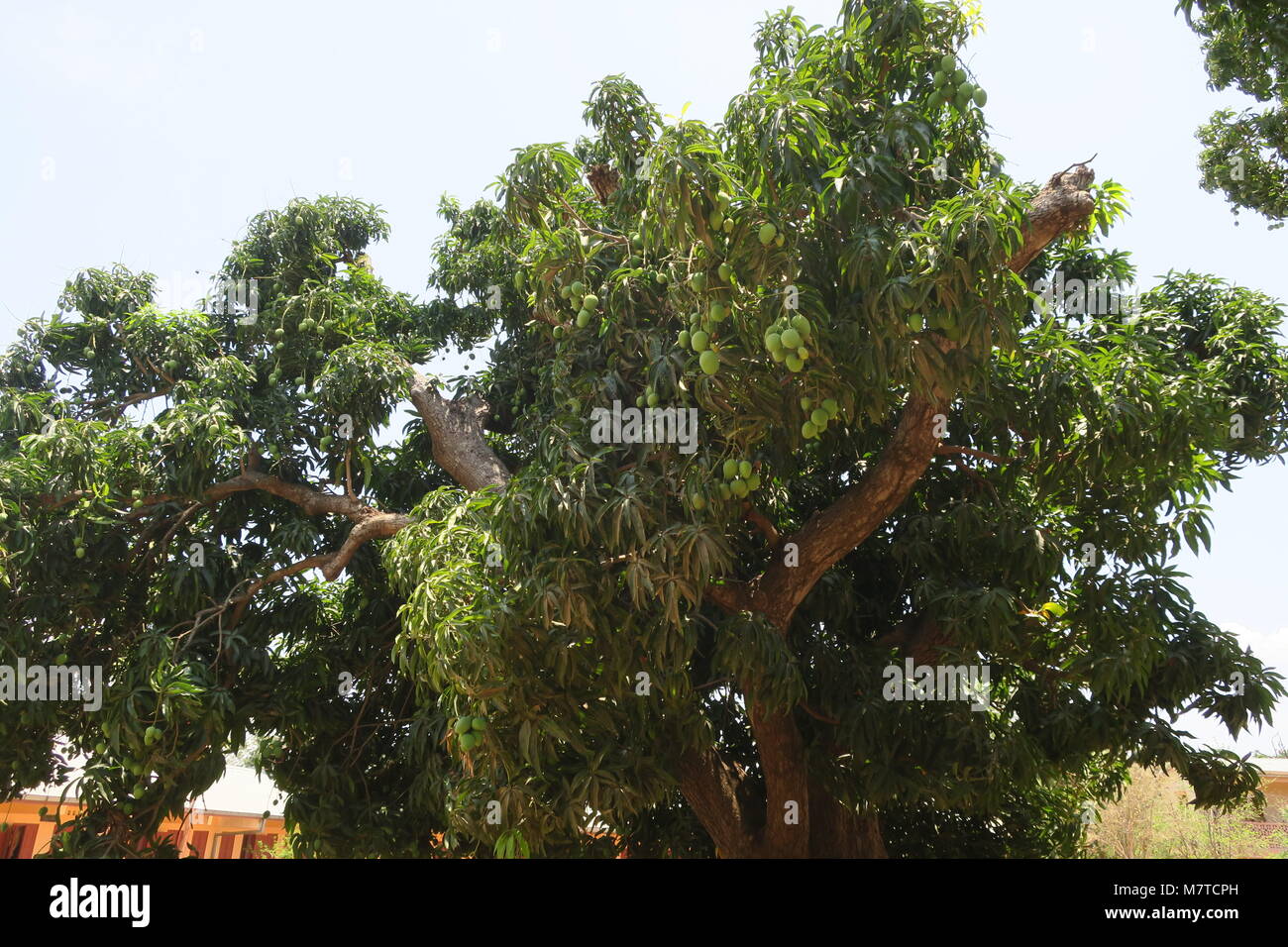 Typical Malagasy tree in a village, Madagascar Stock Photo - Alamy