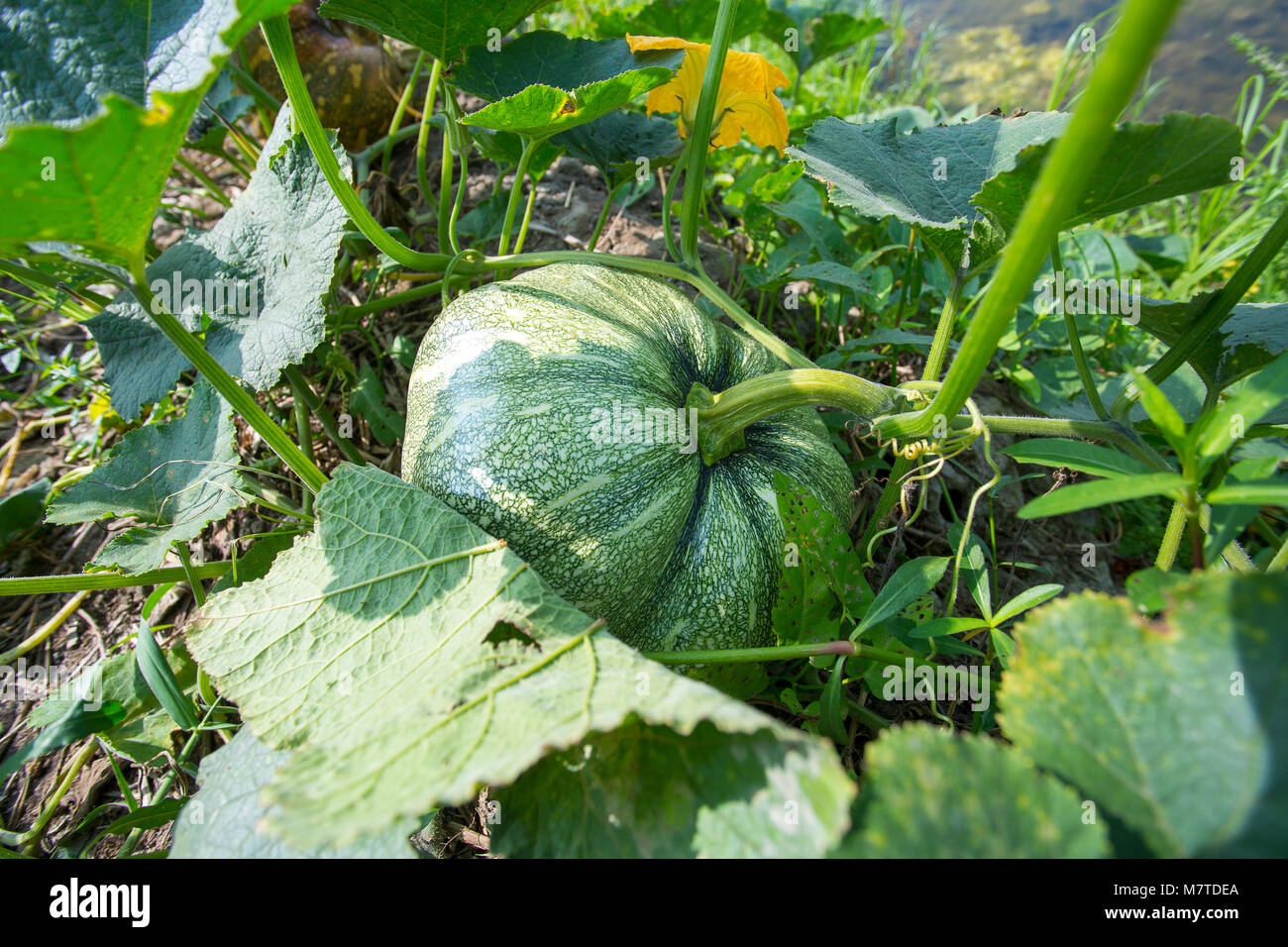 Arial Beel produces big size of sweet pumpkins in Sreenagar upazila of ...