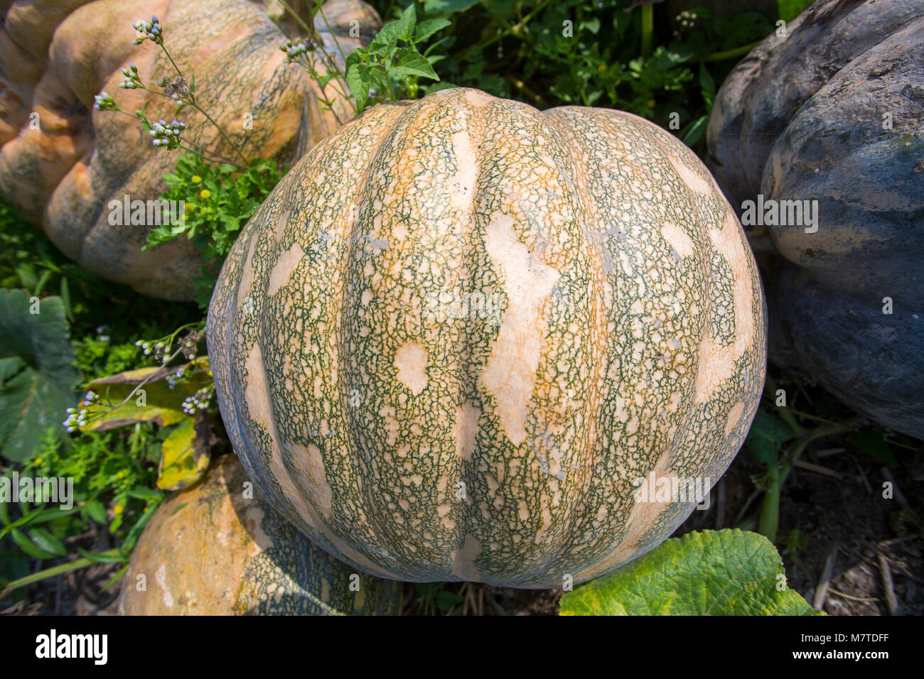 Arial Beel produces big size of sweet pumpkins in Sreenagar upazila of ...