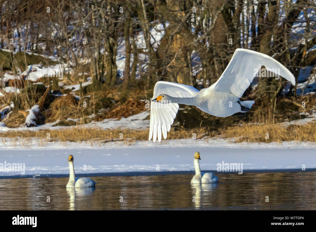 Honking while flying hi-res stock photography and images - Alamy