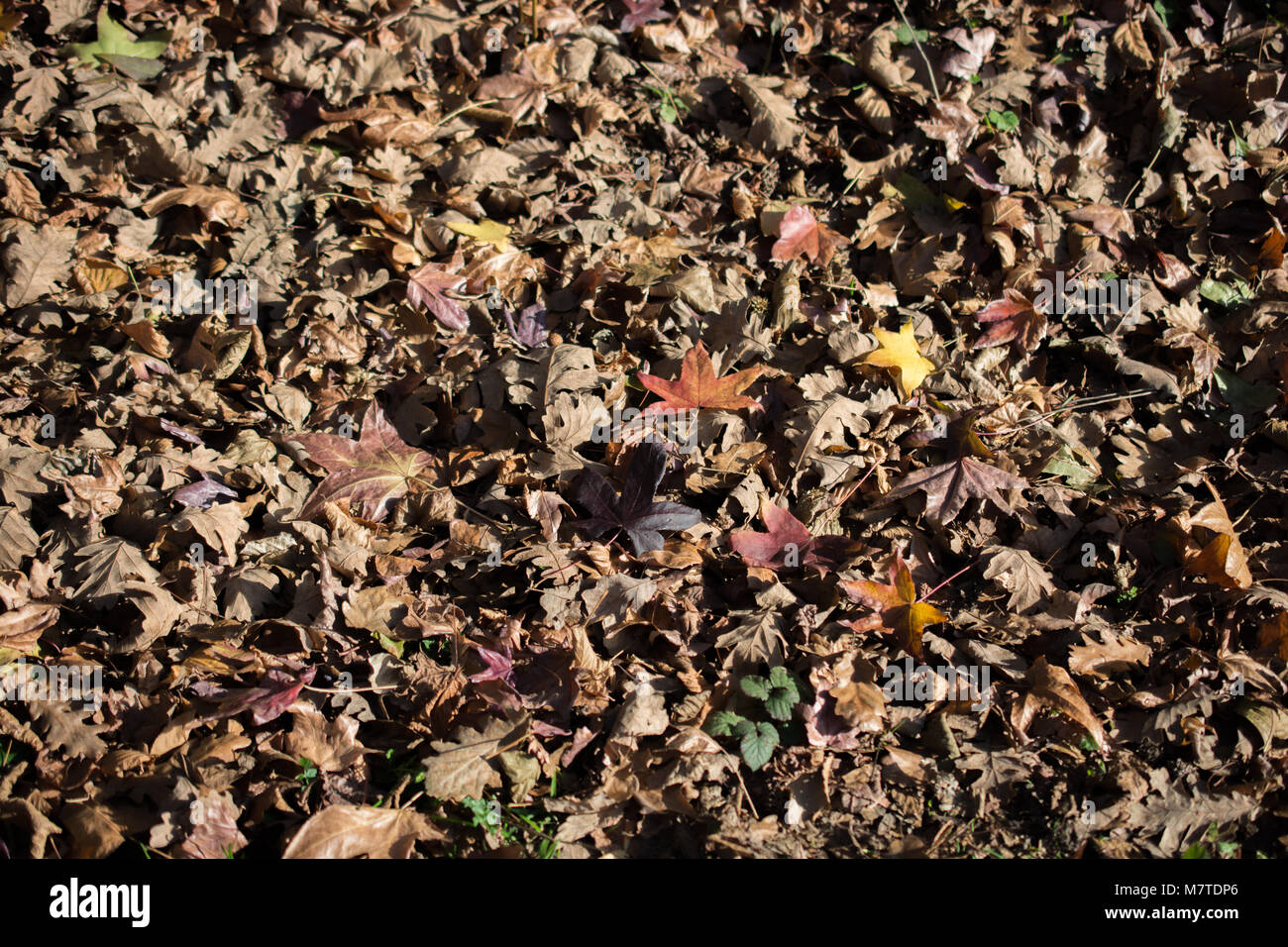 Texture background of autumn season with leaves Stock Photo - Alamy