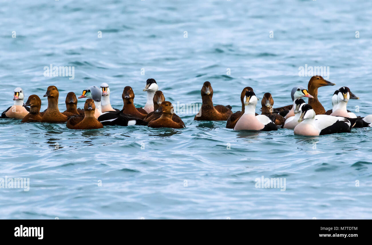 Group of male and female King eiders swimming in a winter cold fjord in ...