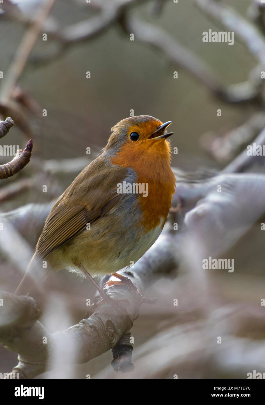 a robin redbreast singing in a tree. red breasted garden birds robin in ...
