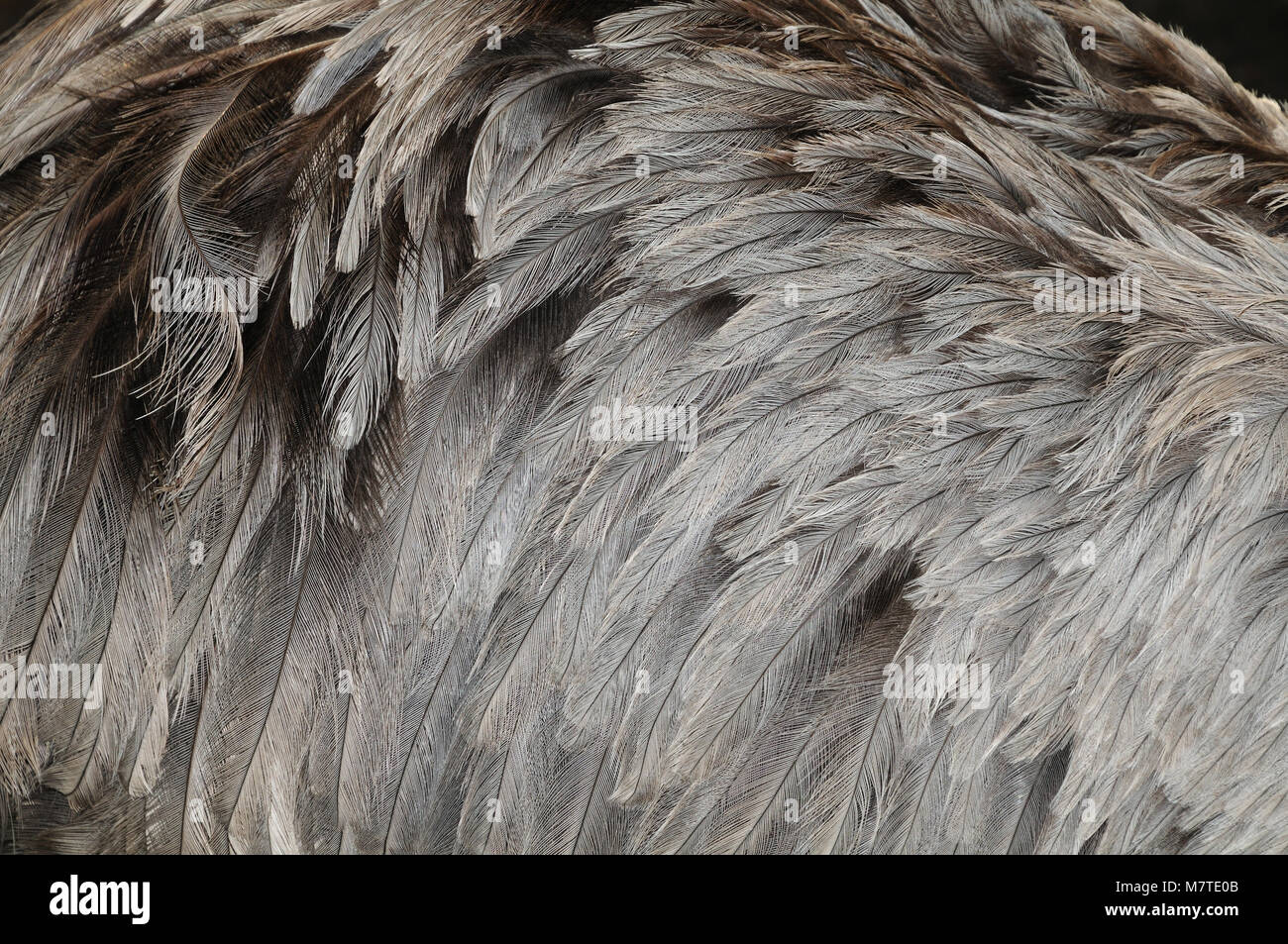 feathers of a rhea Stock Photo - Alamy