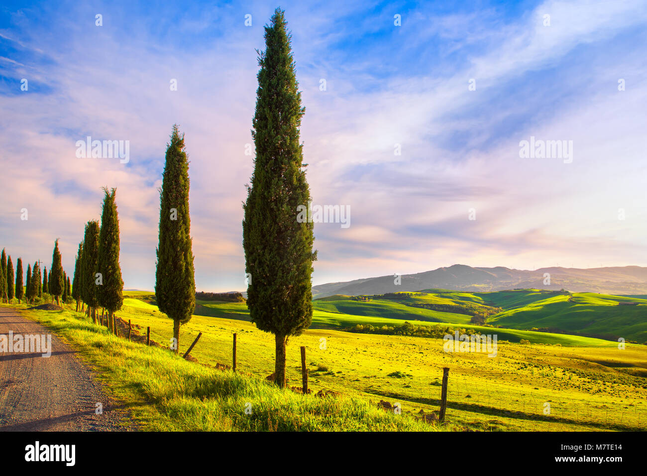 Tuscany, cypress tree group row and white rural road on sunset ...