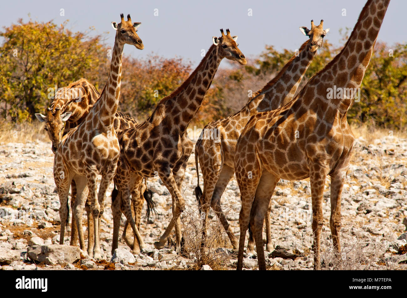 Batia waterhole hi-res stock photography and images - Alamy