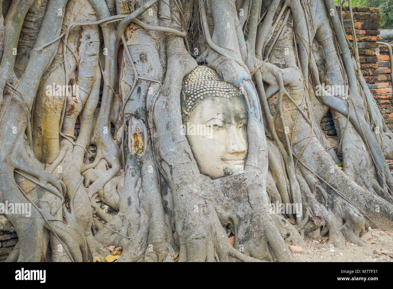 Outdoor view of Buddha head overgrown by fig tree in Wat Mahathat ...
