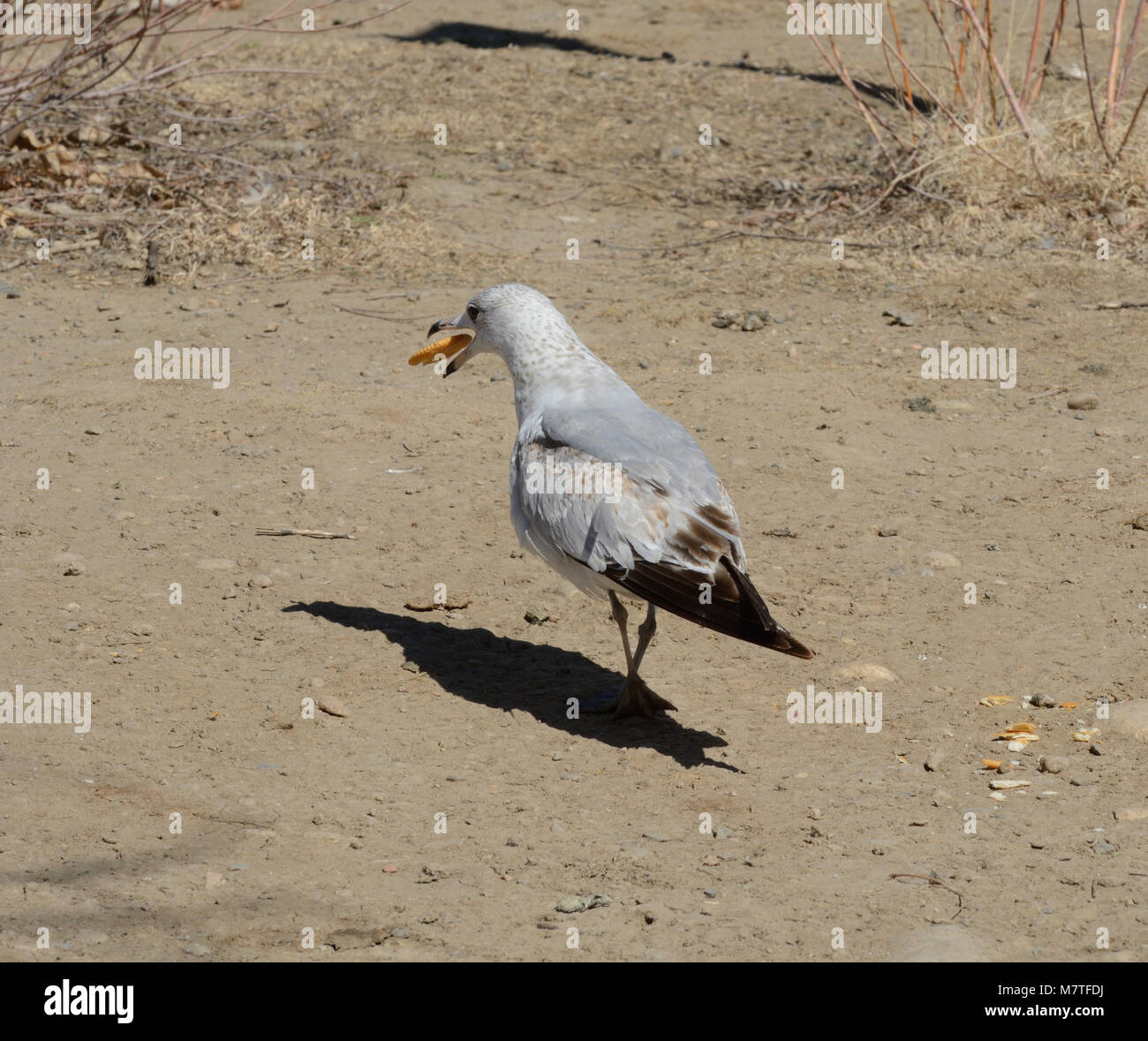 Cracker soil hi-res stock photography and images - Alamy