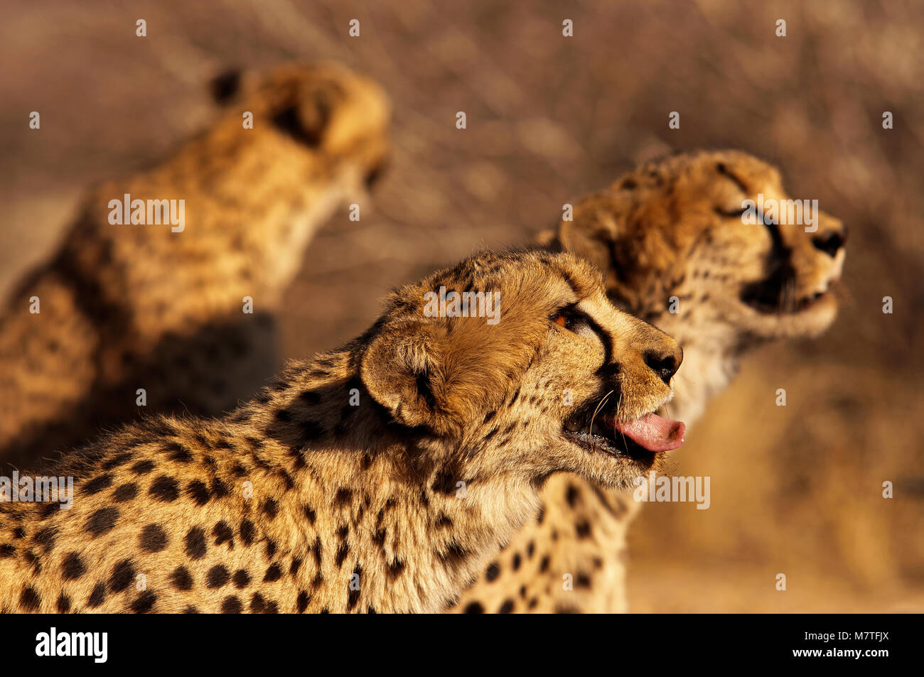 Cheetahs at Dustenbrook Farm, Namibia Stock Photo - Alamy