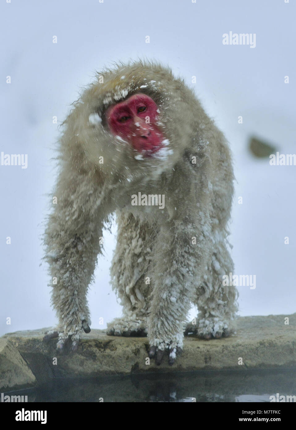 Snow monkey. The Japanese macaque ( Scientific name: Macaca fuscata ...