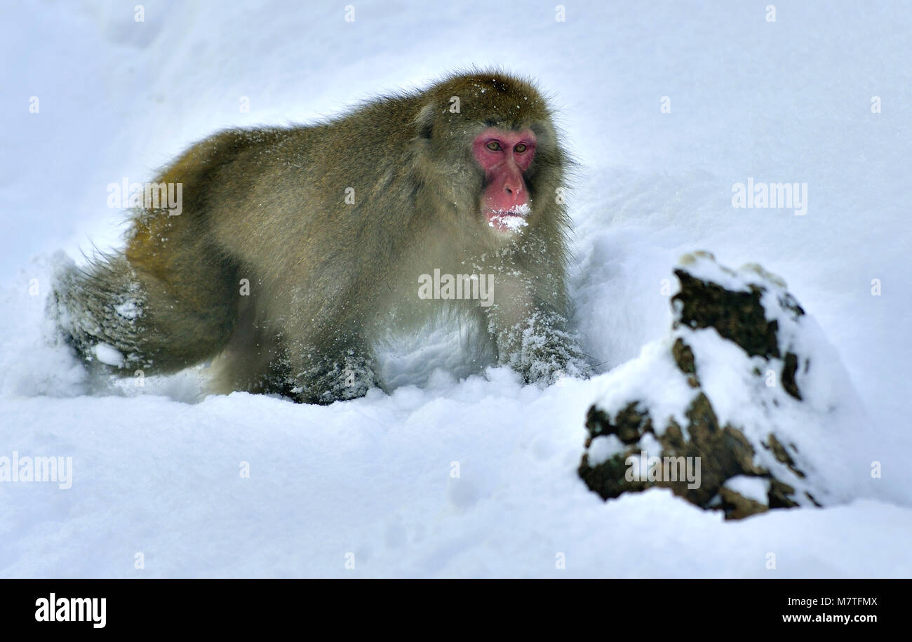Snow monkey. The Japanese macaque ( Scientific name: Macaca fuscata ...