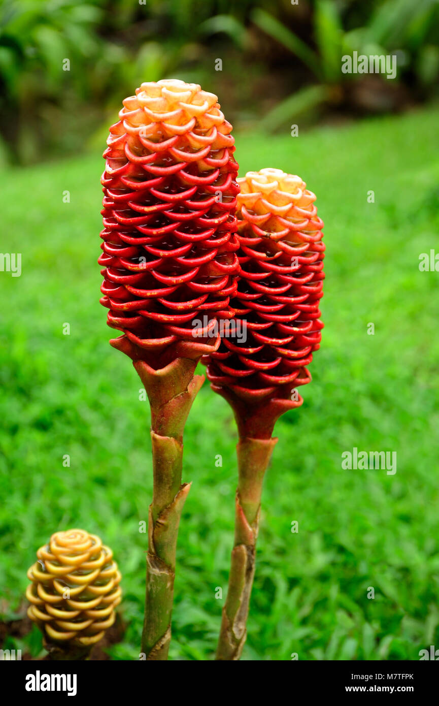 Tropical flower beehive ginger High Resolution Stock Photography and ...