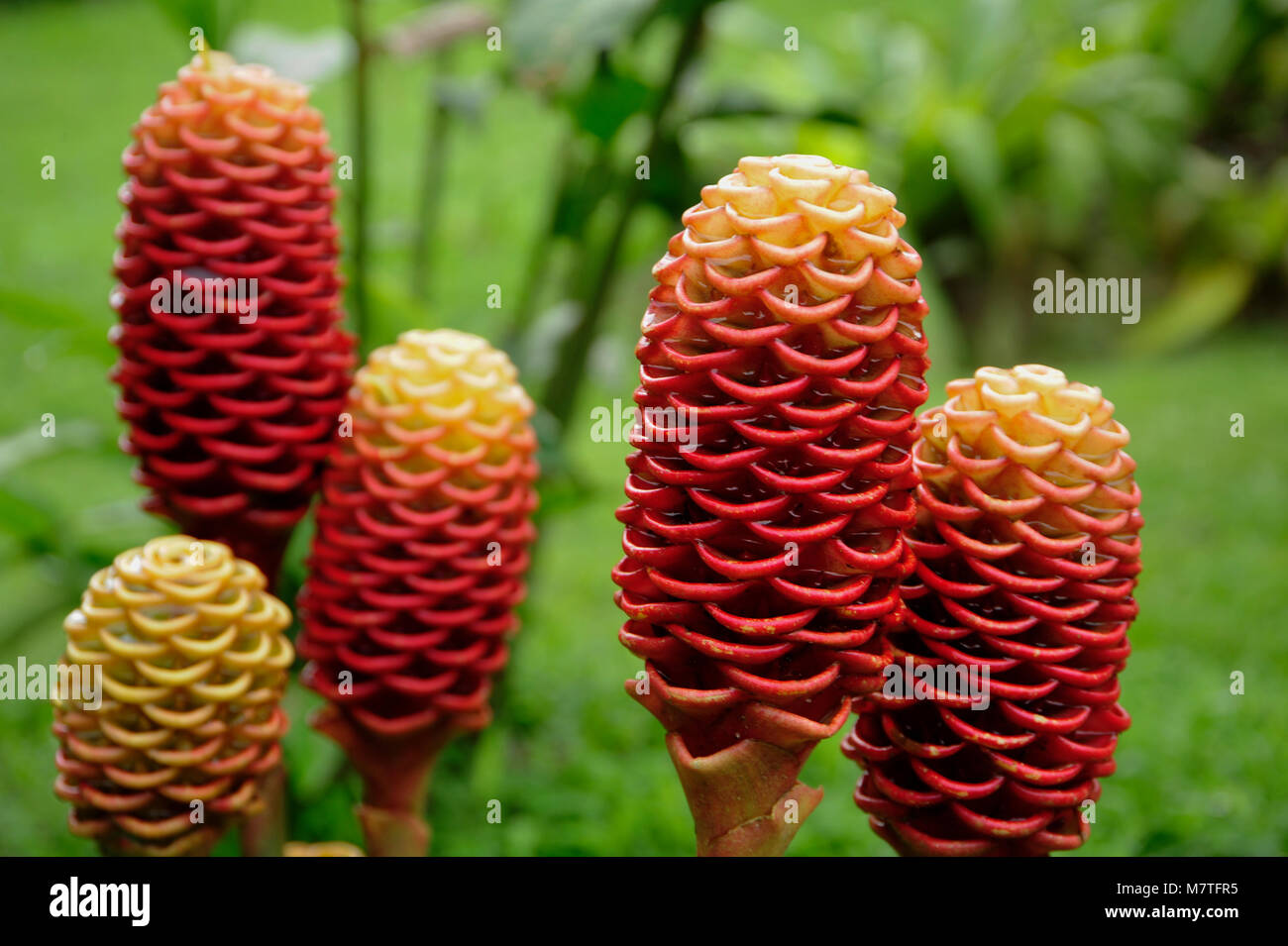 Tropical flower beehive ginger High Resolution Stock Photography and ...