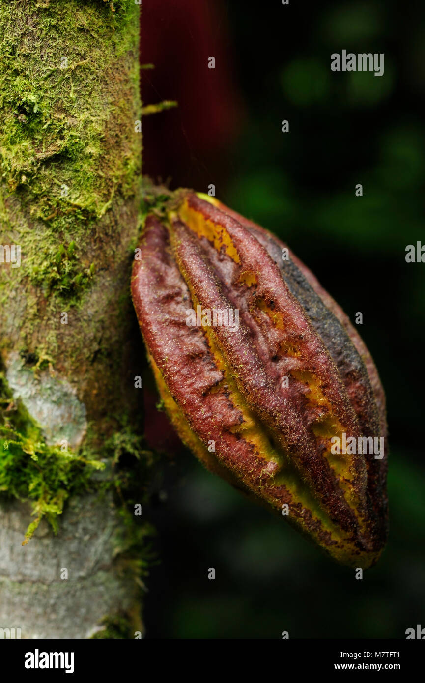 Beans from Theobroma cacao, also called the cacao tree and the cocoa ...
