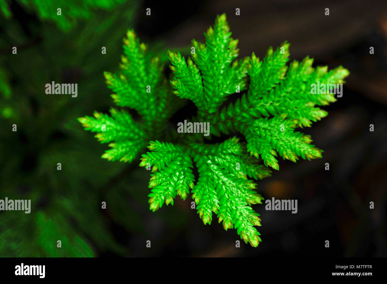 Lesser clubmosses hi-res stock photography and images - Alamy