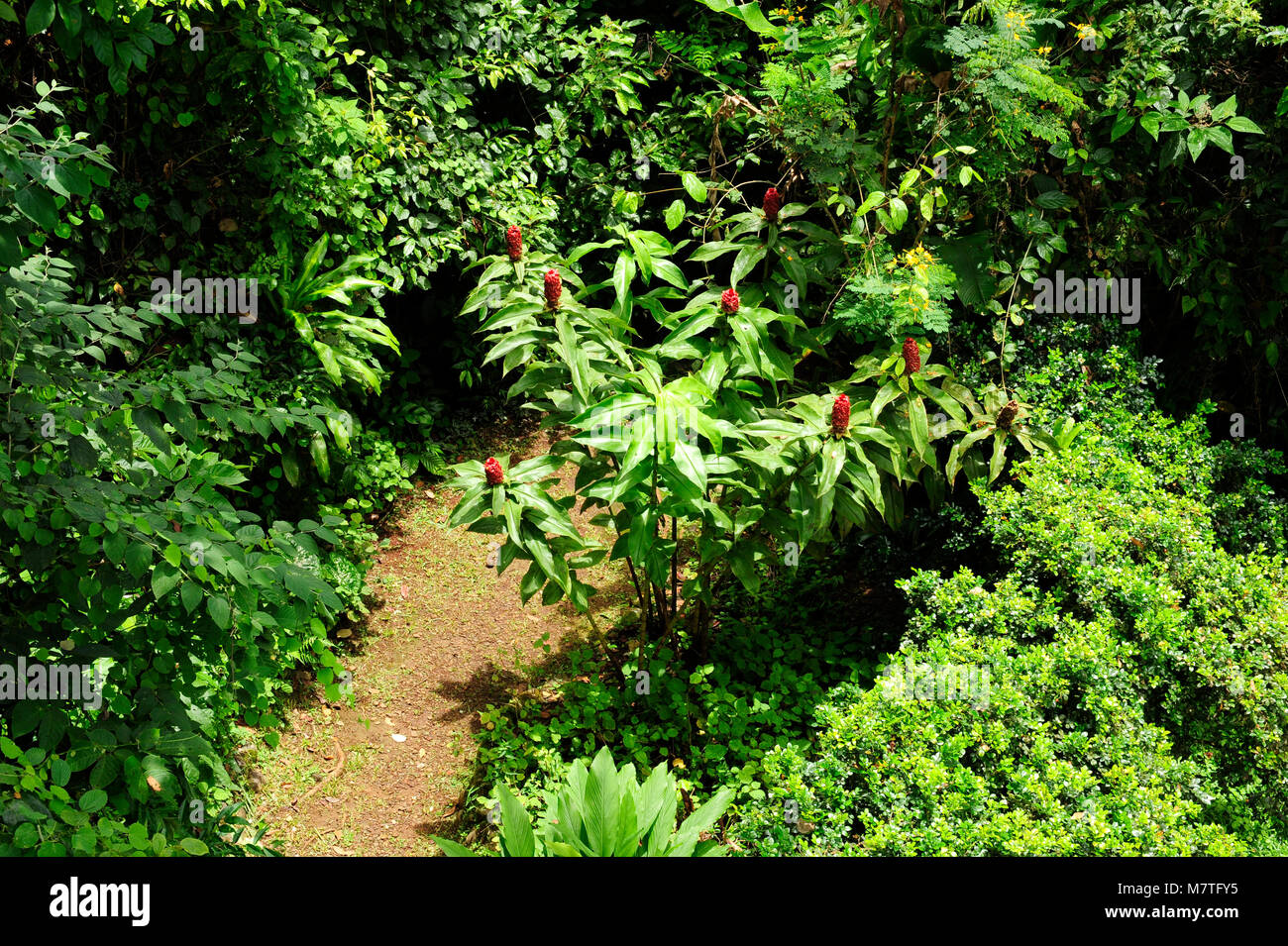 A pathway through a tropical biological corridor near La Fortuna in ...