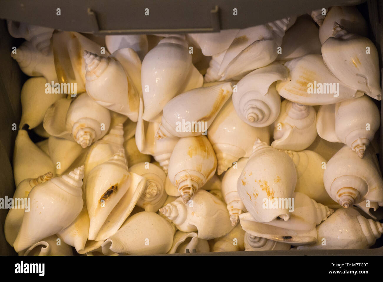 Same type of sea shells collected for decorative purposes Stock Photo ...