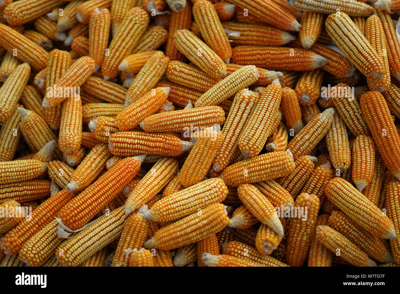 Maizes - most healthy food till date Stock Photo - Alamy