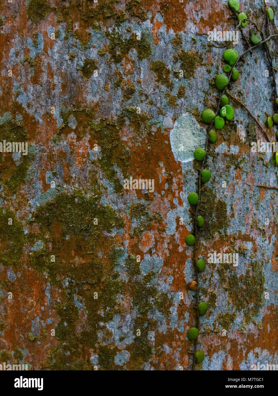 Tree bark - Weird and beautiful pattern Stock Photo - Alamy