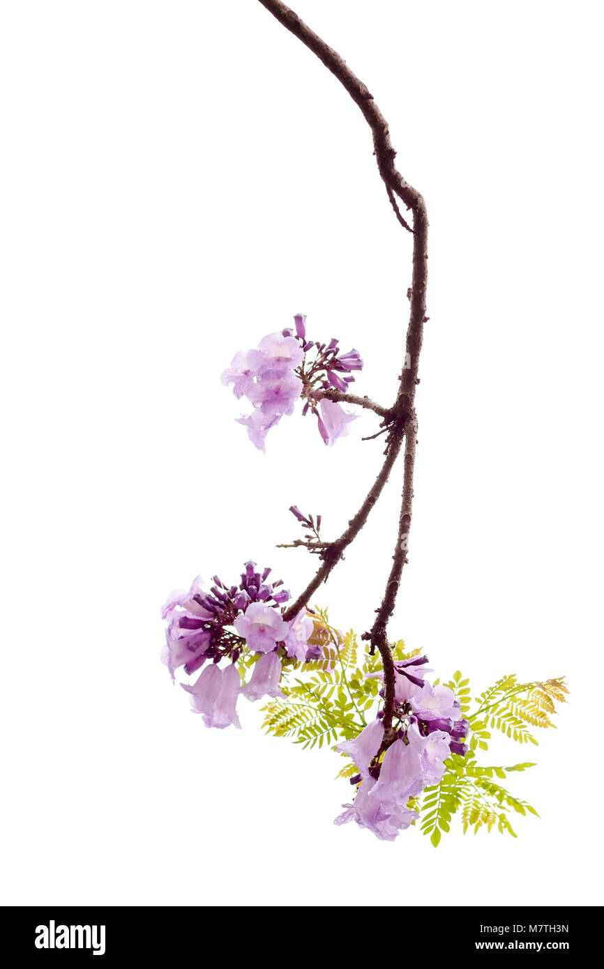 Jacaranda Flower isolated on white background, a species with an ...