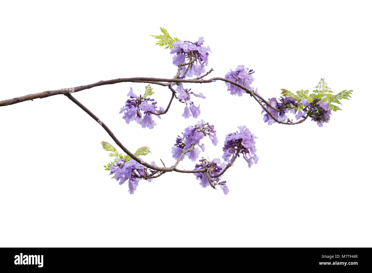 Jacaranda Flower isolated on white background, a species with an ...