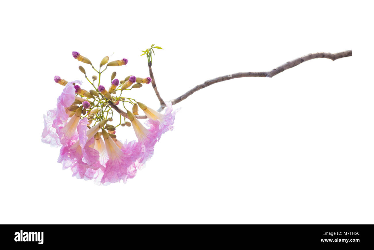 Pink Tabebuia rosea flower blooming in spring. Pink flower isolated on ...